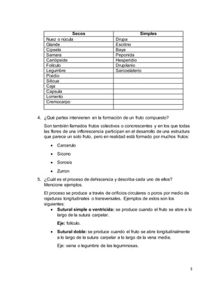 Cuestionario 3. frutos y semillas | DOCX