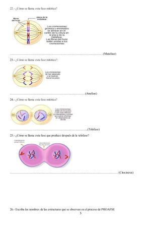 Cuestionario 3 Biología Ciclo Celular | DOCX
