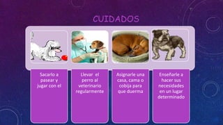Cuidado de los perros | PPTX