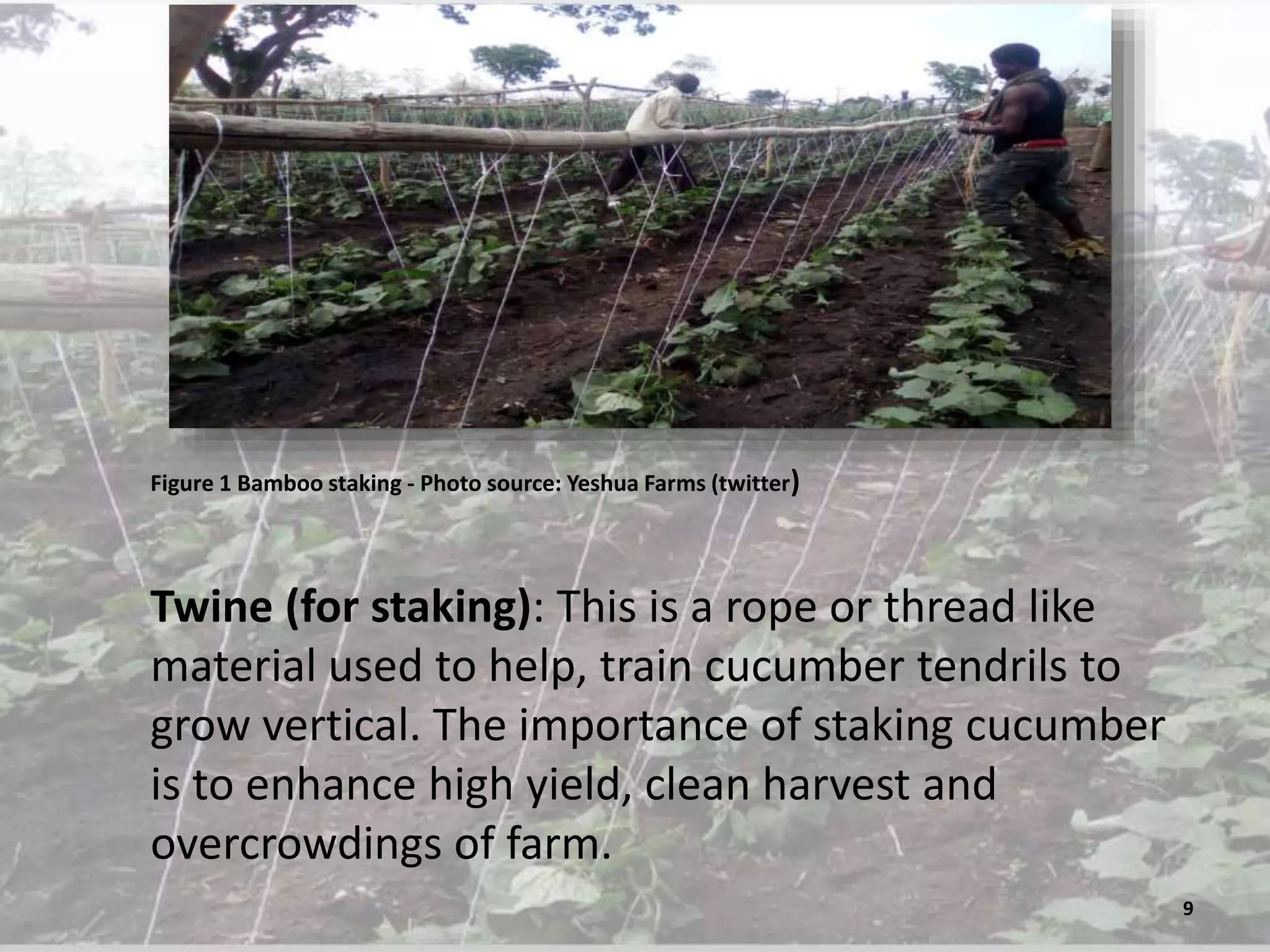 A reference manual on cucumber cultivation | PPTX