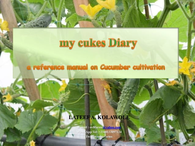 A reference manual on cucumber cultivation | PPTX | Agriculture ...