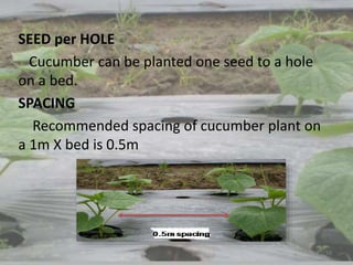 A reference manual on cucumber cultivation | PPTX
