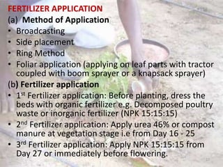 A reference manual on cucumber cultivation | PPTX