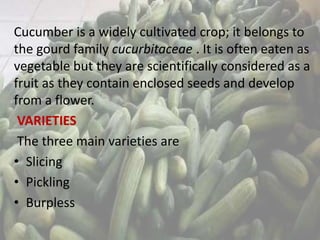A reference manual on cucumber cultivation | PPTX