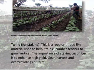 A reference manual on cucumber cultivation | PPTX