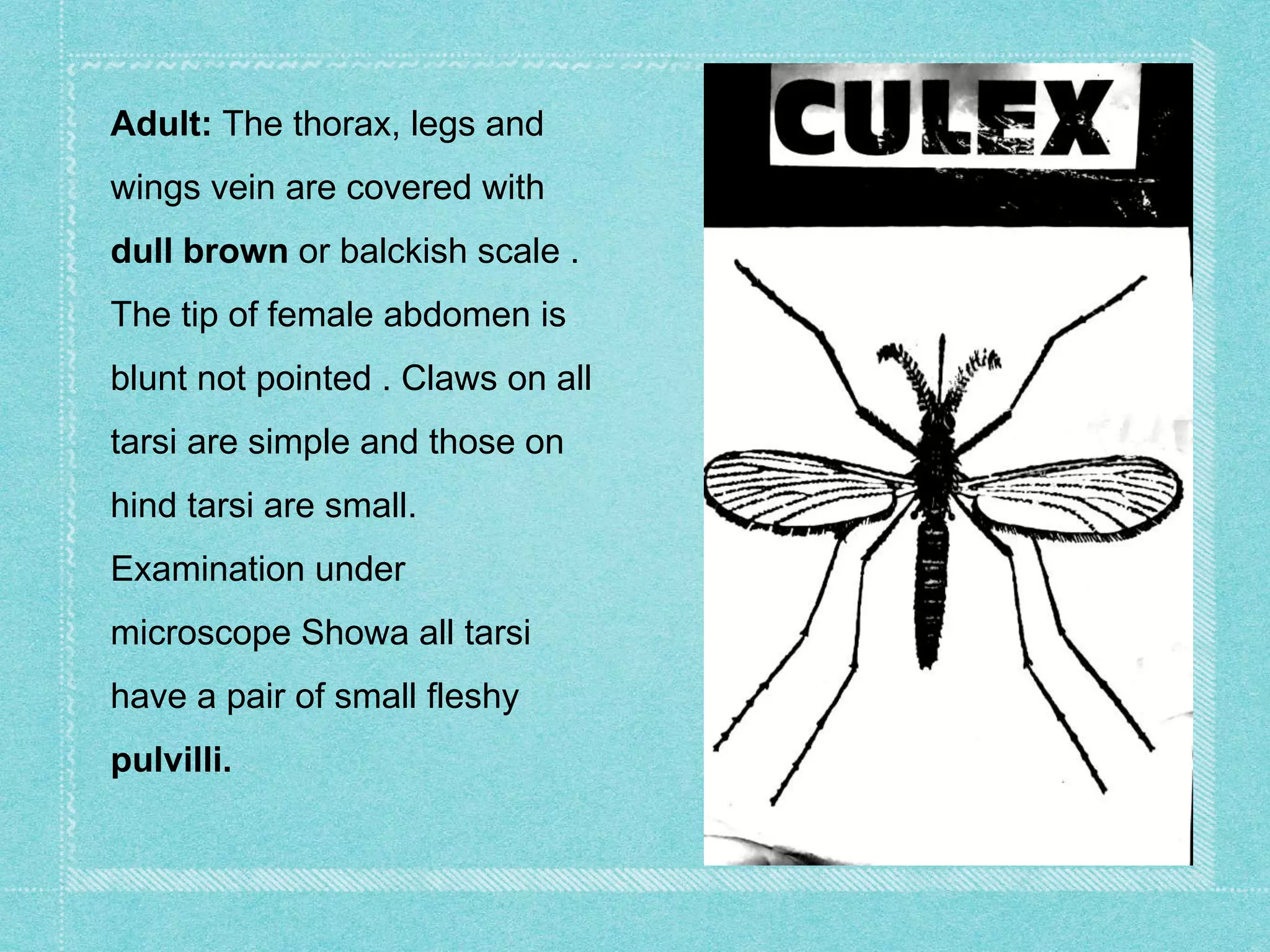 Culex | PPTX