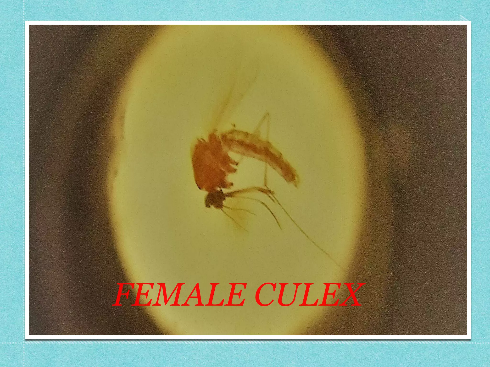 Culex | PPTX