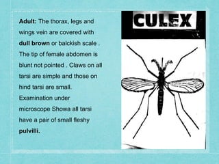 Culex Mosquito Drawing