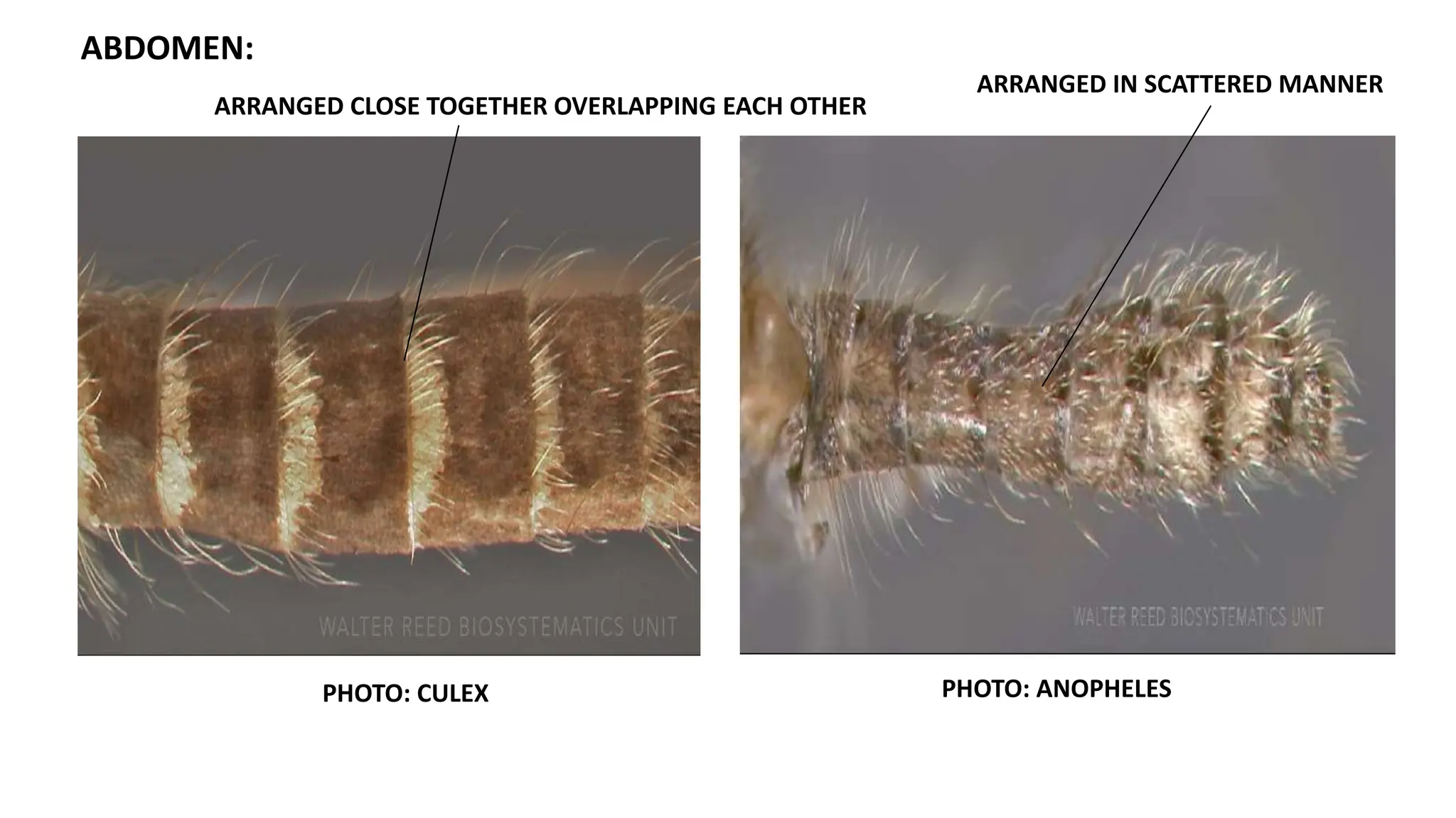 CULEX MOSQUITOES, SYSTEMATIC CLASSIFICATION, MORPHOLOGY, LIFE CYCLE ...
