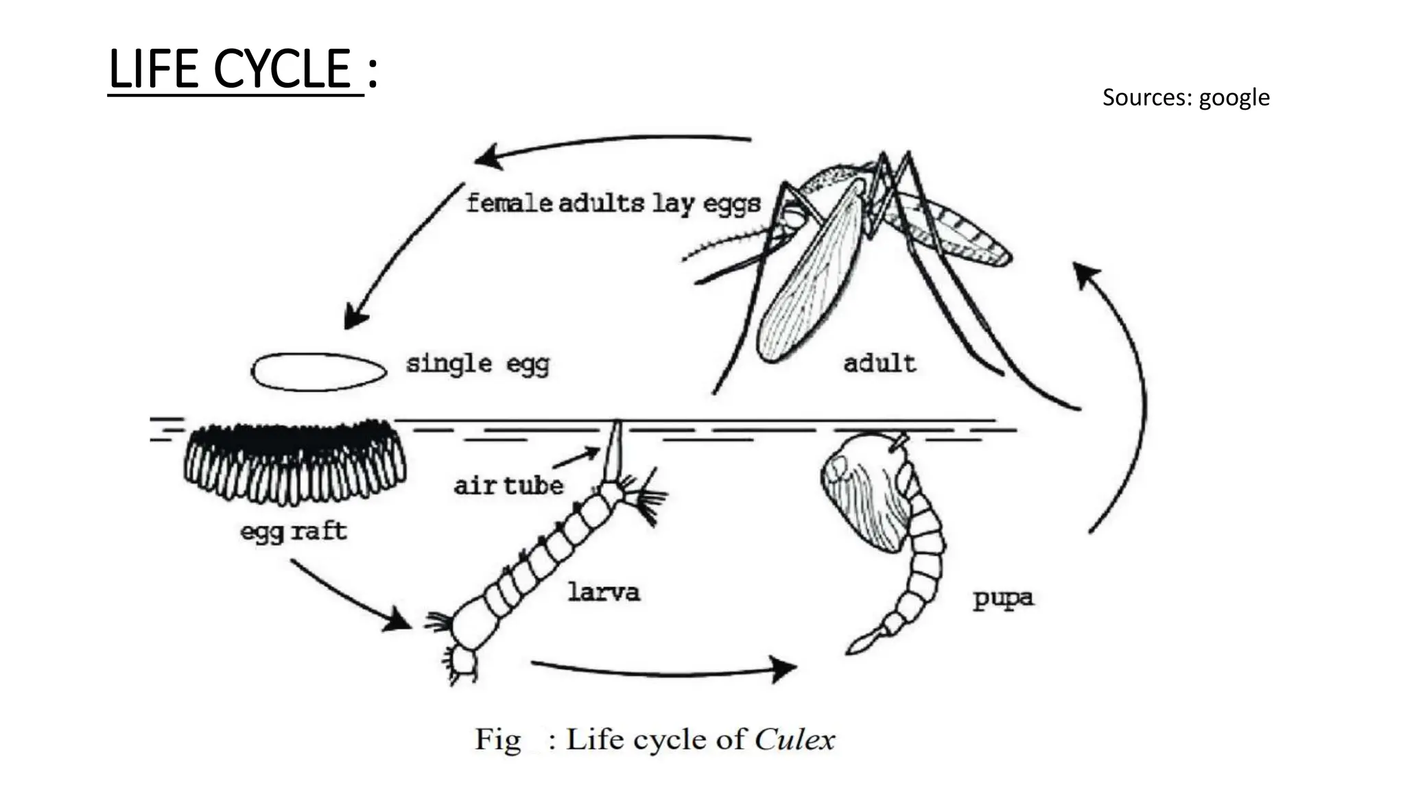 CULEX MOSQUITOES, SYSTEMATIC CLASSIFICATION, MORPHOLOGY, LIFE CYCLE , CLINICAL SYMPTOMS ...