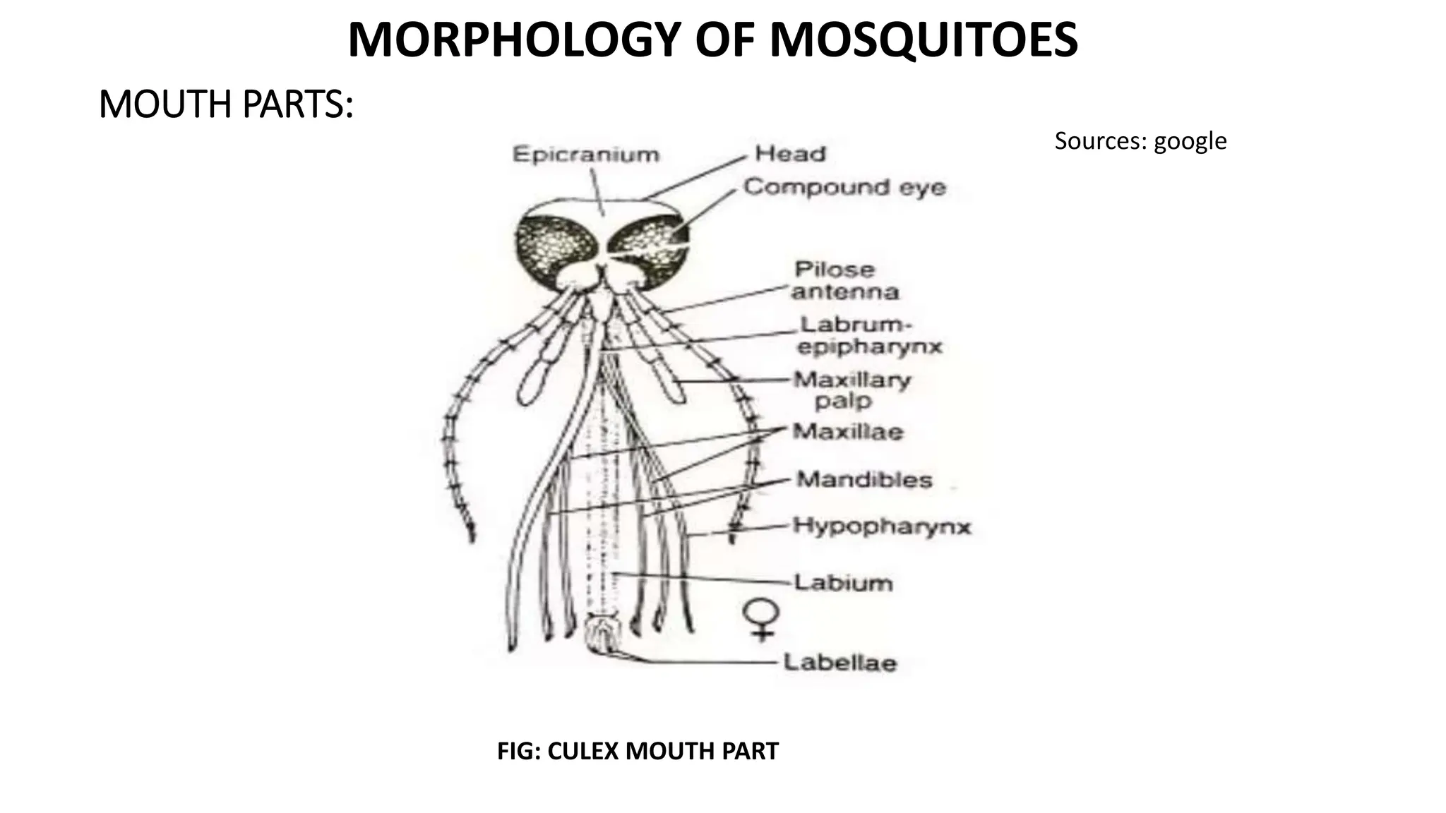 CULEX MOSQUITOES, SYSTEMATIC CLASSIFICATION, MORPHOLOGY, LIFE CYCLE ...