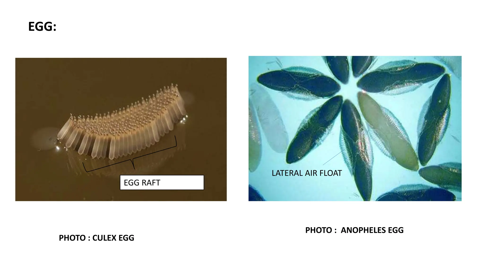 CULEX MOSQUITOES, SYSTEMATIC CLASSIFICATION, MORPHOLOGY, LIFE CYCLE ...