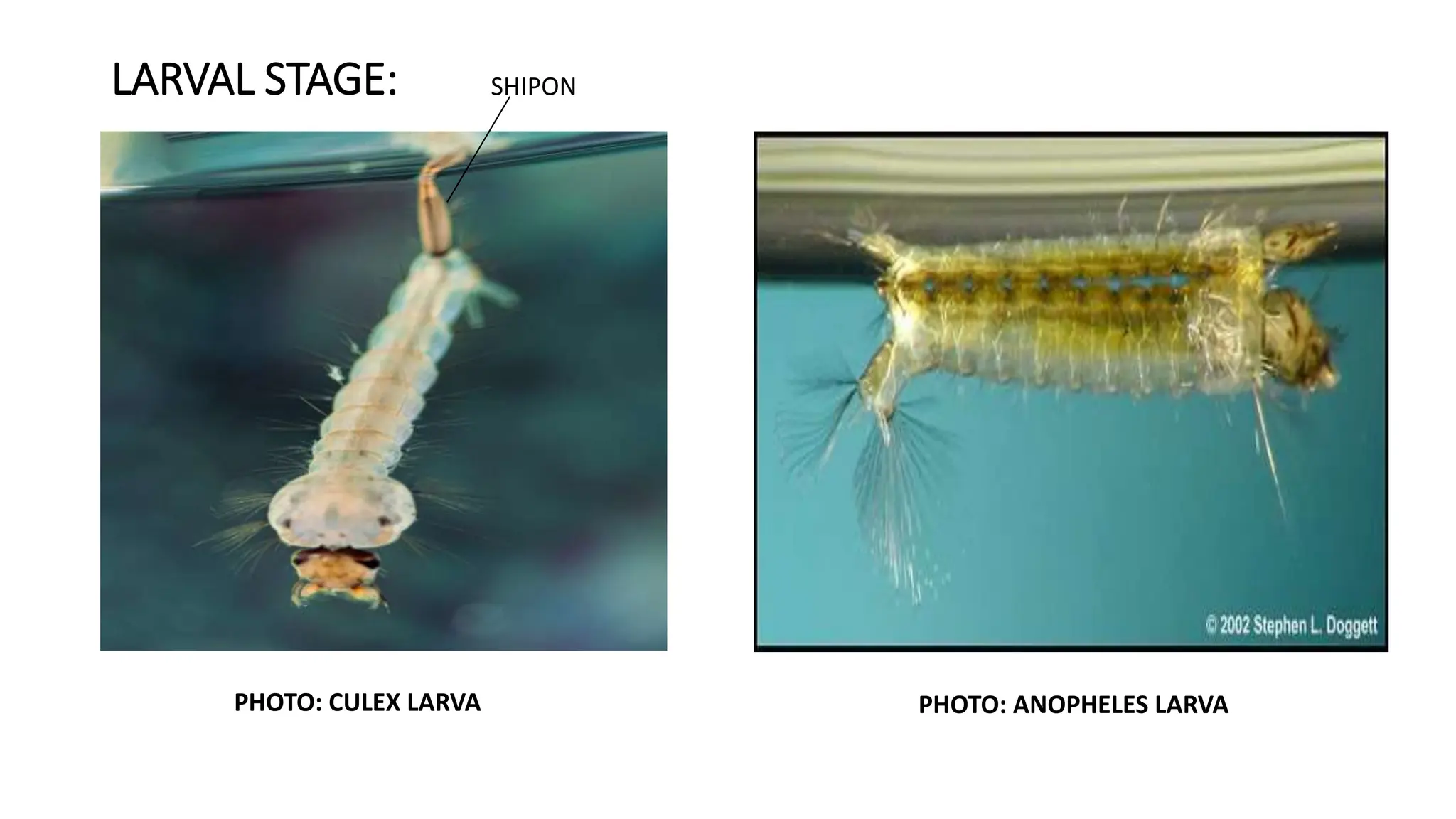 CULEX MOSQUITOES, SYSTEMATIC CLASSIFICATION, MORPHOLOGY, LIFE CYCLE ...