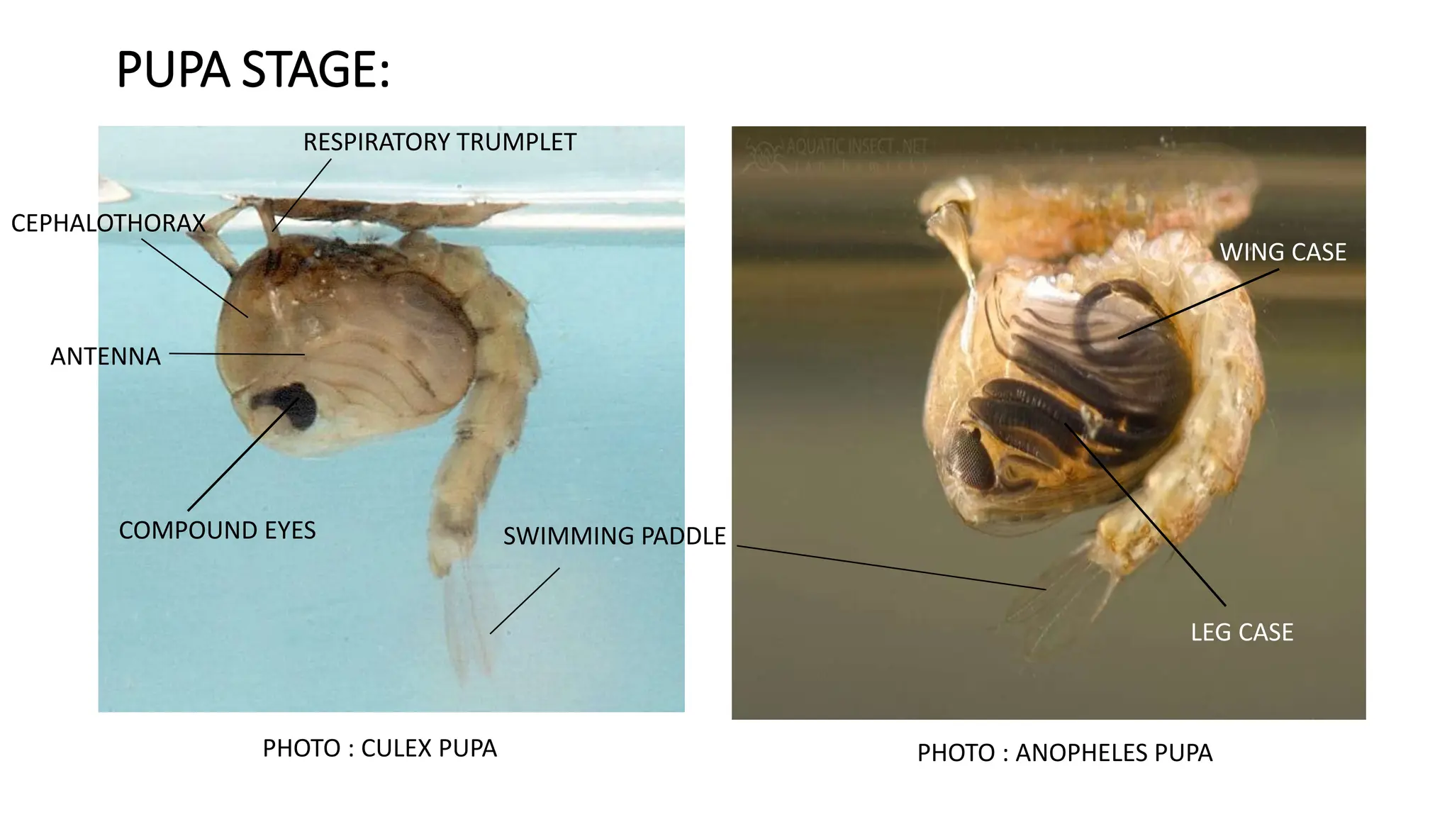 CULEX MOSQUITOES, SYSTEMATIC CLASSIFICATION, MORPHOLOGY, LIFE CYCLE ...