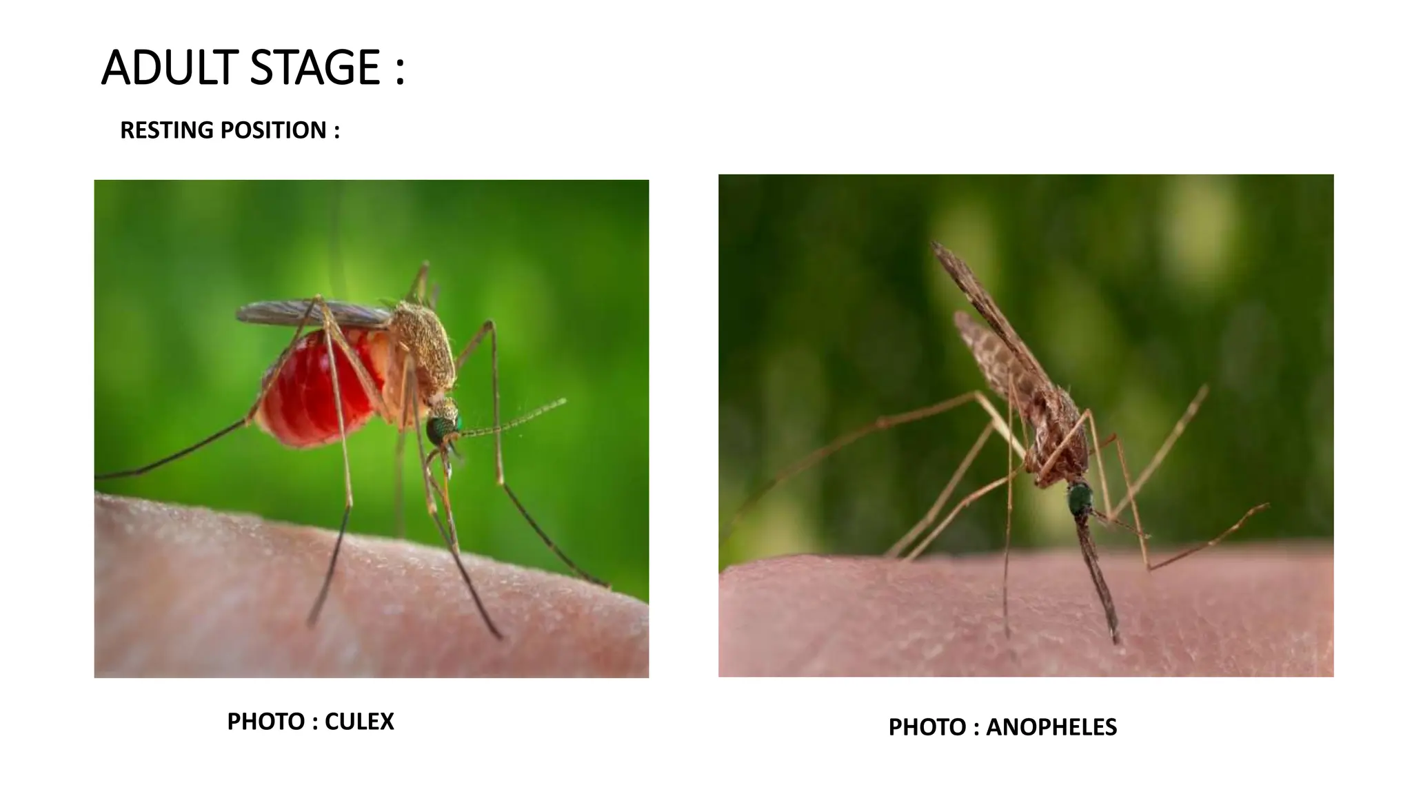 CULEX MOSQUITOES, SYSTEMATIC CLASSIFICATION, MORPHOLOGY, LIFE CYCLE ...