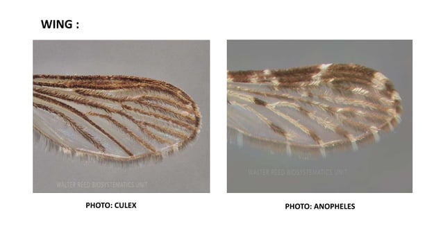 CULEX MOSQUITOES, SYSTEMATIC CLASSIFICATION, MORPHOLOGY, LIFE CYCLE ...