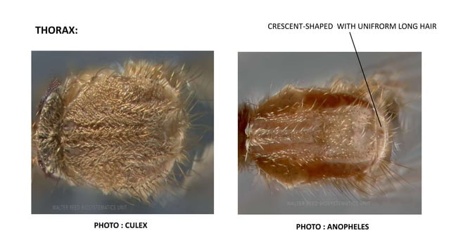 CULEX MOSQUITOES, SYSTEMATIC CLASSIFICATION, MORPHOLOGY, LIFE CYCLE ...