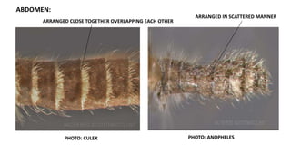 CULEX MOSQUITOES, SYSTEMATIC CLASSIFICATION, MORPHOLOGY, LIFE CYCLE ...