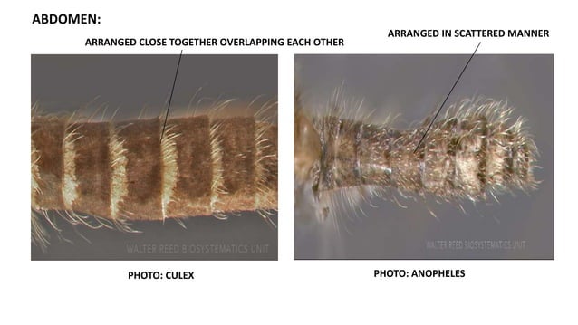 CULEX MOSQUITOES, SYSTEMATIC CLASSIFICATION, MORPHOLOGY, LIFE CYCLE ...