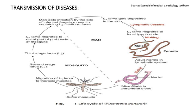 CULEX MOSQUITOES, SYSTEMATIC CLASSIFICATION, MORPHOLOGY, LIFE CYCLE , CLINICAL SYMPTOMS ...