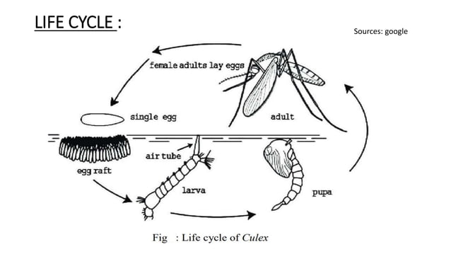 CULEX MOSQUITOES, SYSTEMATIC CLASSIFICATION, MORPHOLOGY, LIFE CYCLE ...