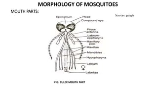 CULEX MOSQUITOES, SYSTEMATIC CLASSIFICATION, MORPHOLOGY, LIFE CYCLE ...