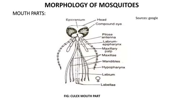 CULEX MOSQUITOES, SYSTEMATIC CLASSIFICATION, MORPHOLOGY, LIFE CYCLE , CLINICAL SYMPTOMS ...