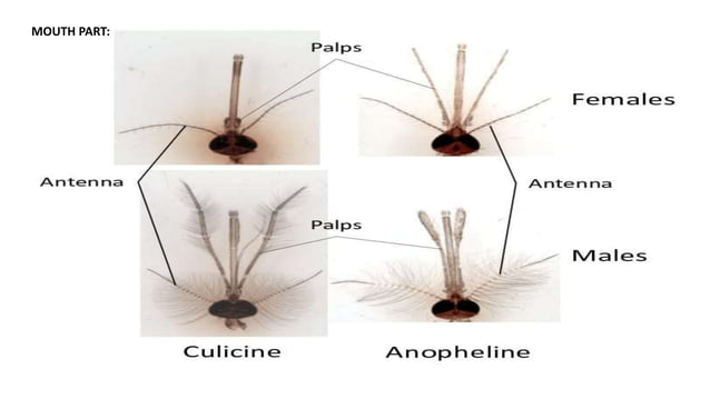 CULEX MOSQUITOES, SYSTEMATIC CLASSIFICATION, MORPHOLOGY, LIFE CYCLE , CLINICAL SYMPTOMS ...