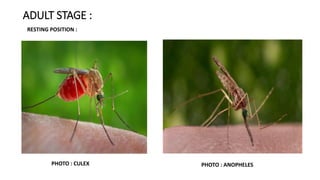 CULEX MOSQUITOES, SYSTEMATIC CLASSIFICATION, MORPHOLOGY, LIFE CYCLE , CLINICAL SYMPTOMS ...