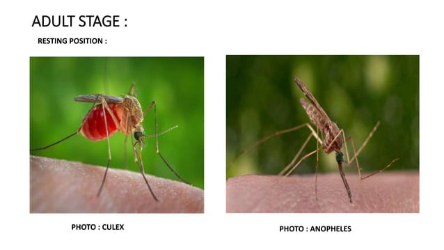 CULEX MOSQUITOES, SYSTEMATIC CLASSIFICATION, MORPHOLOGY, LIFE CYCLE , CLINICAL SYMPTOMS ...