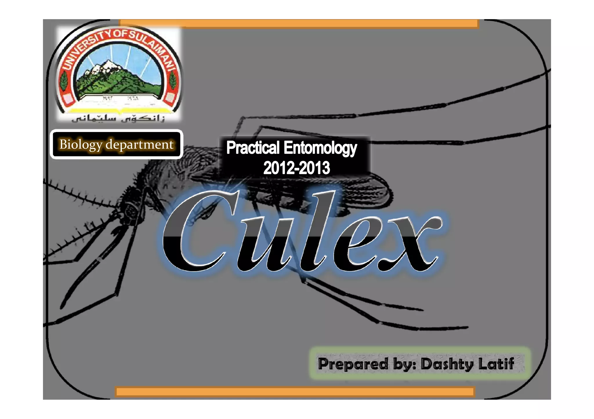 Culex spp. 2013.university sulaiamany.biology.dashty rihany | PDF