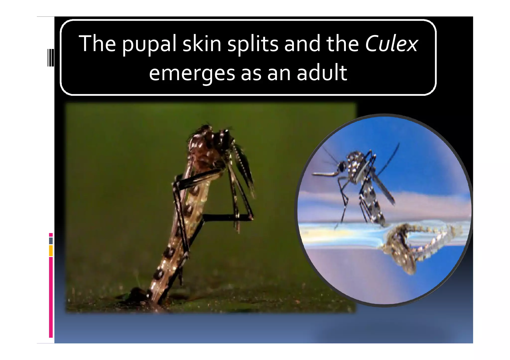 Culex spp. 2013.university sulaiamany.biology.dashty rihany | PDF
