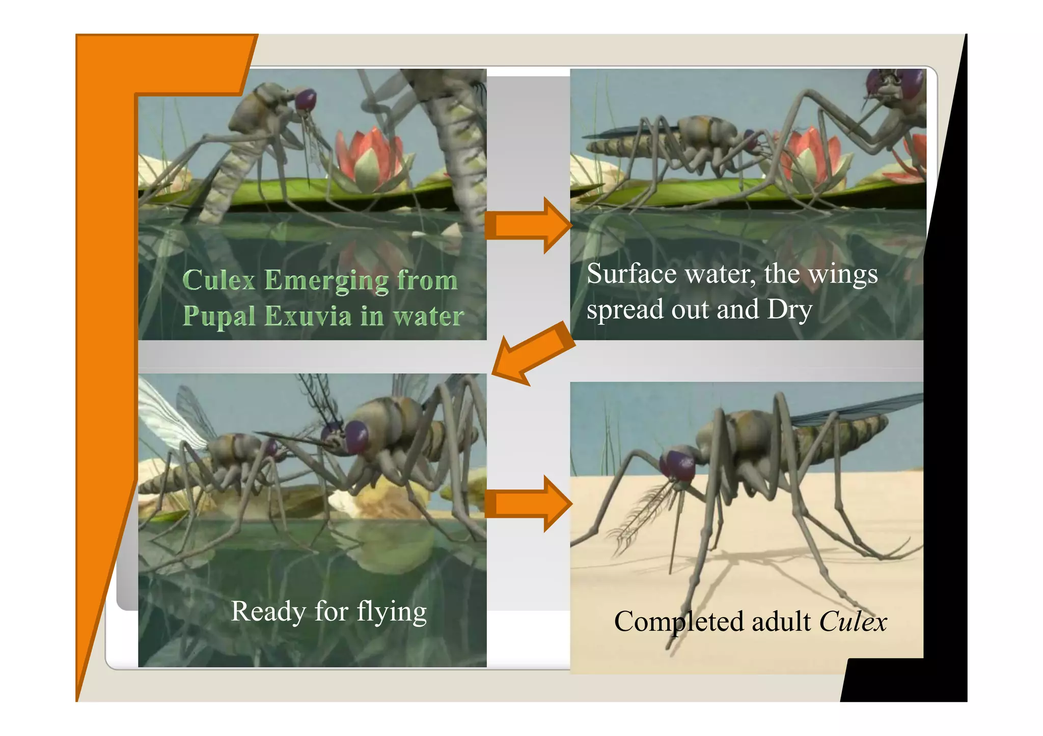 Culex spp. 2013.university sulaiamany.biology.dashty rihany | PDF