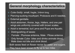 Culex spp. 2013.university sulaiamany.biology.dashty rihany | PDF