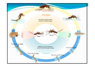 Culex Mosquito Life Cycle