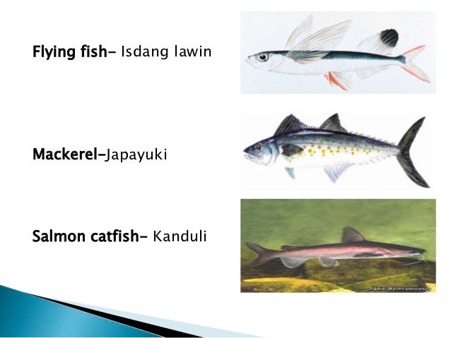 Culinary lecture (fish)