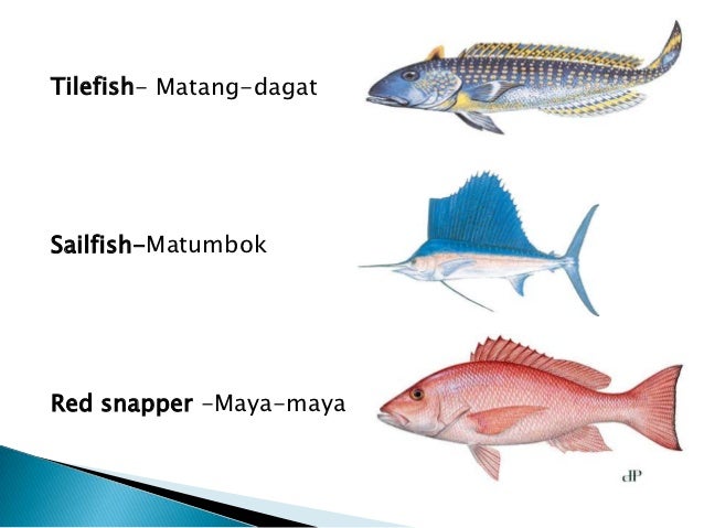 Espada Fish Calories Diet