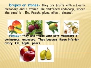 Culinary lecture (fruits) | PPTX