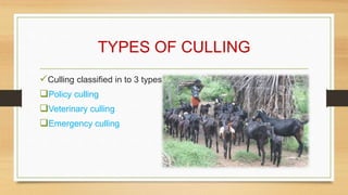 Culling of sheep and goat | PPTX