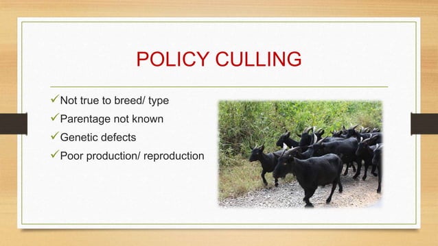 Culling of sheep and goat | PPTX | Veterinary Medicine | Pets