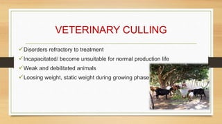 Culling of sheep and goat | PPTX