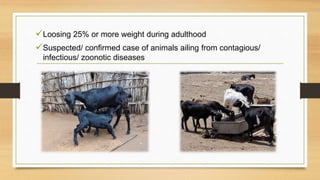 Culling of sheep and goat | PPTX
