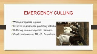 Culling of sheep and goat | PPTX