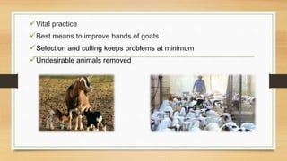 Culling of sheep and goat | PPTX