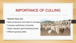 Culling of sheep and goat | PPTX