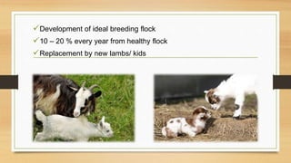 Culling of sheep and goat | PPTX