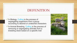Culling of sheep and goat | PPTX