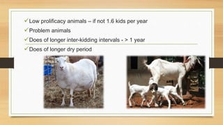 Culling of sheep and goat | PPTX