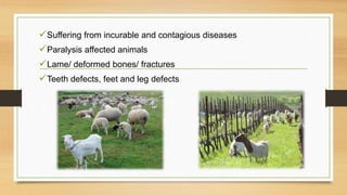Culling of sheep and goat | PPTX