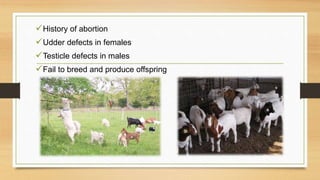 Culling of sheep and goat | PPTX